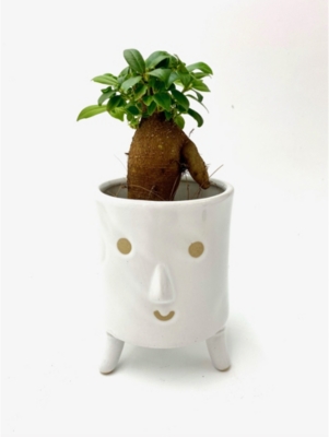 CANOPY PLANTS - Ficus Microcarpa Ginseng with ceramic pot | Selfridges.com