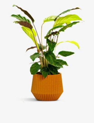 CANOPY PLANTS - Calathea Maui Queen plant with 3D-printed pot ...