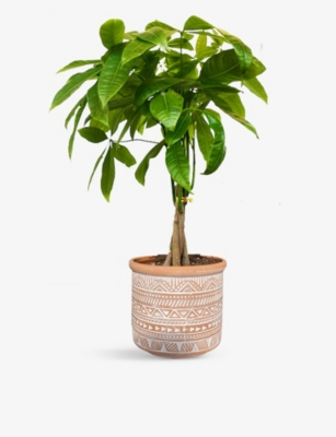 CANOPY PLANTS - Pachira Aquatica Money Tree plant with ceramic pot ...