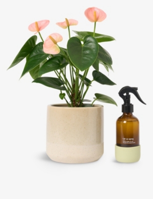 PATCH PLANTS - Felicity the Anthurium plant in ceramic pot and mister ...