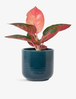 PATCH PLANTS - Clancy the Aglaonema Red Star plant in ceramic pot 20 ...