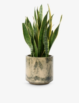Patch Plants